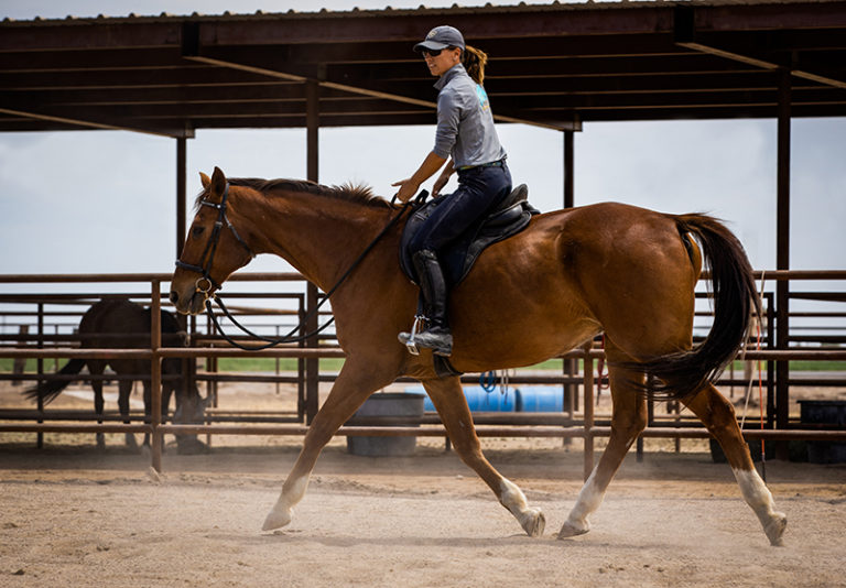 Understanding Your Horse: A Guide to Horse Personalities | The Savvy ...