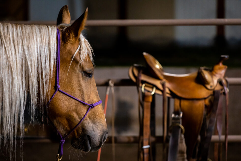 Understanding Your Horse: A Guide to Horse Personalities | The Savvy ...