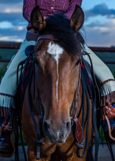 Understanding Your Horse: A Guide to Horse Personalities | The Savvy ...