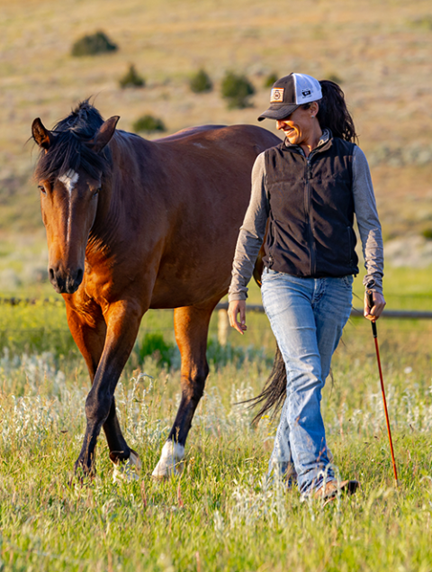 Understanding Your Horse: A Guide to Horse Personalities | The Savvy ...